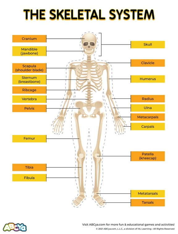 The Skeletal System ABCya 